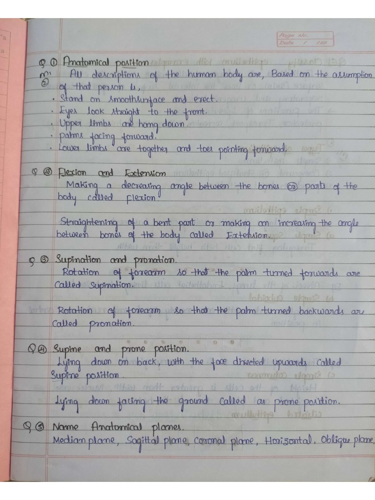 MLT - Anatomy Notes | PDF