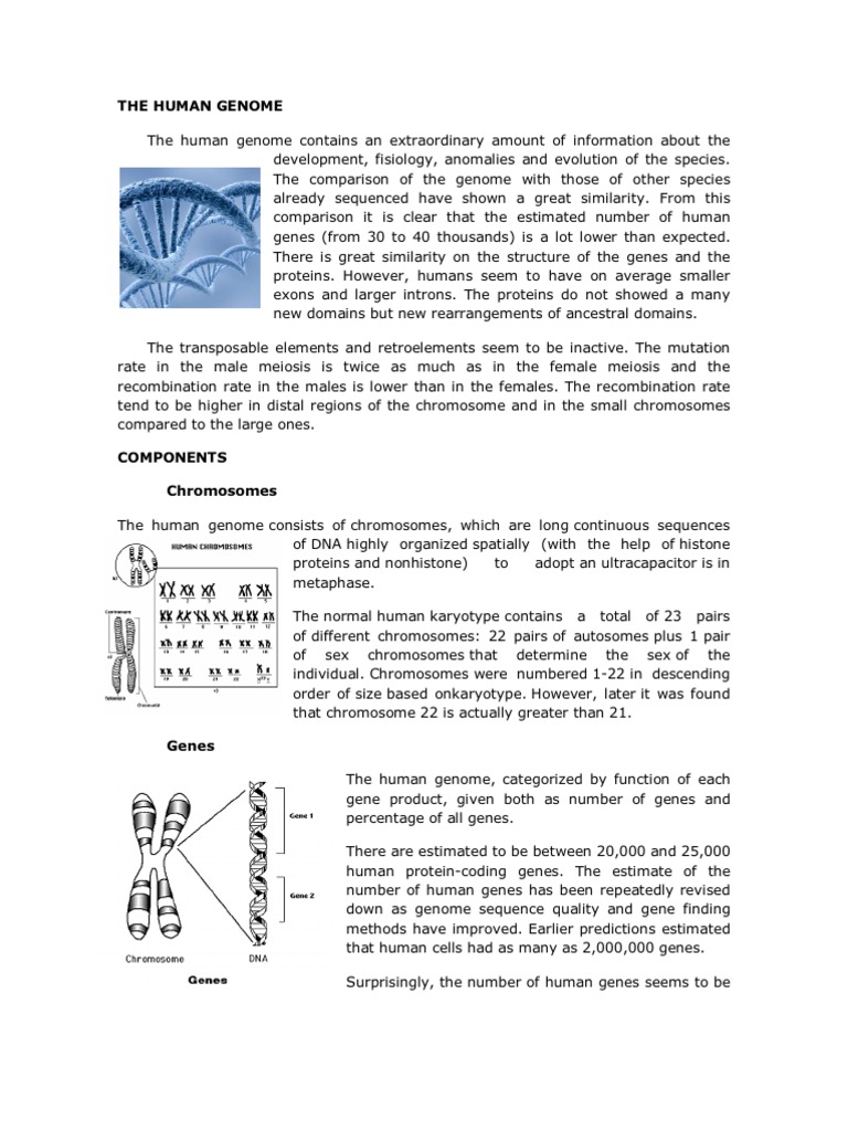 The Human Genome | PDF