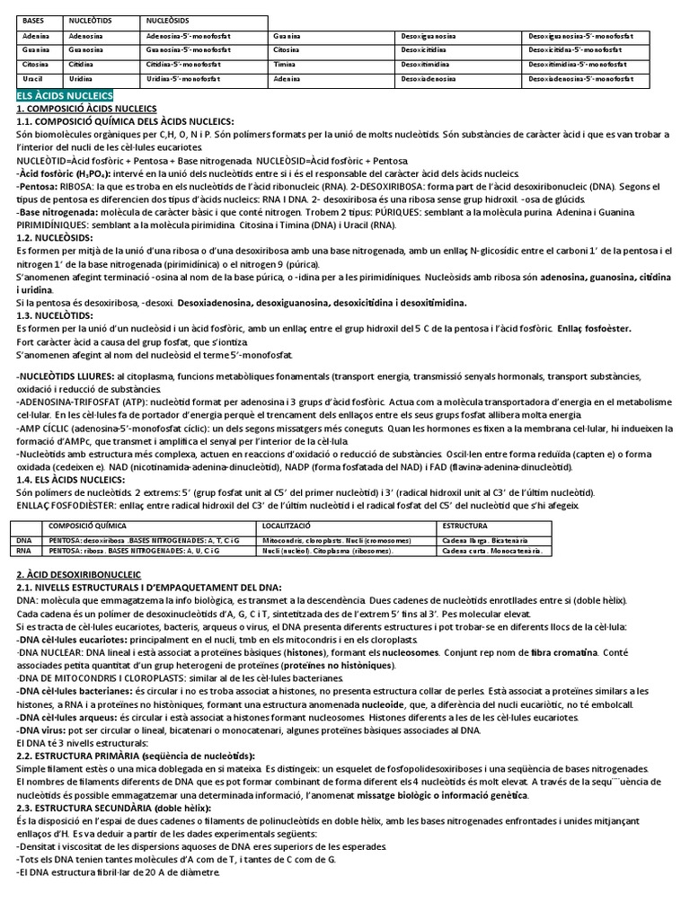 Els Àcids Nucleics | PDF