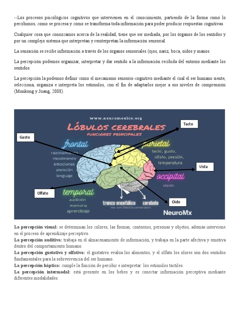 Procesos Cognitivos Basicos | PDF | Percepción | Aprendizaje
