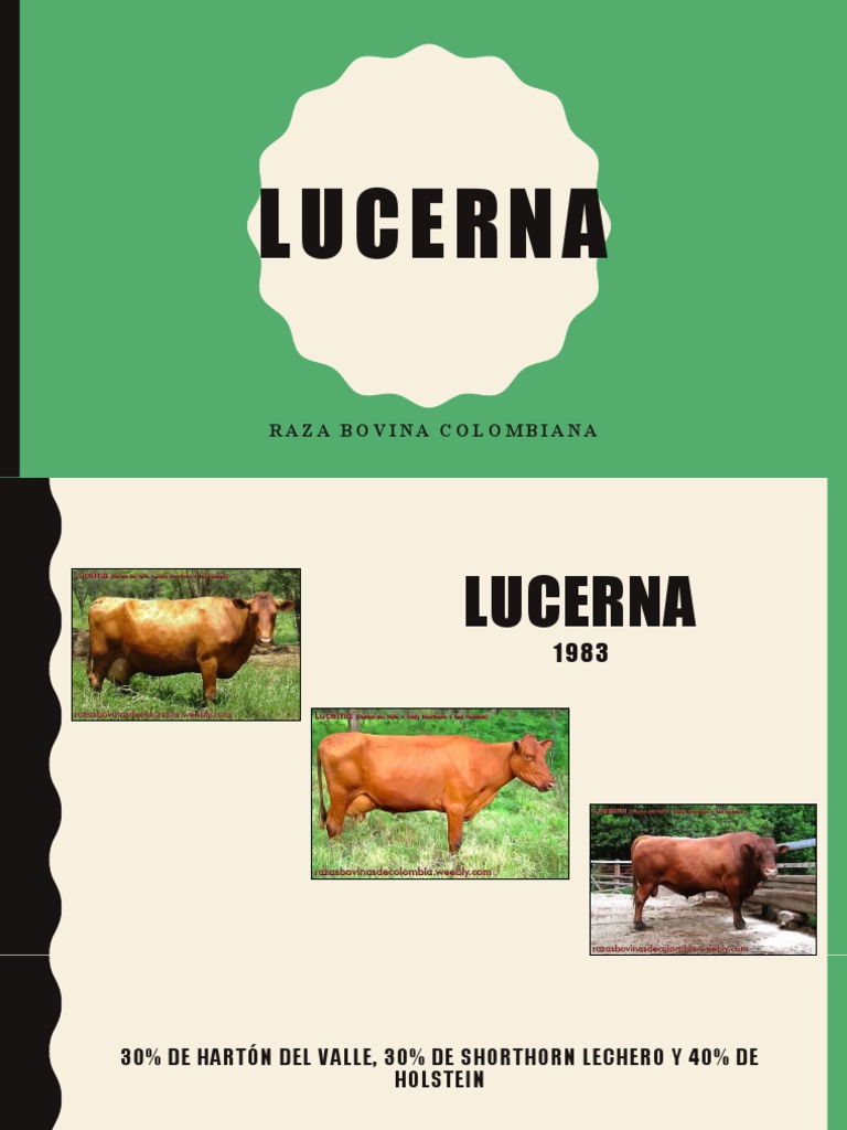 LUCERNA | PDF | Vacas | Leche