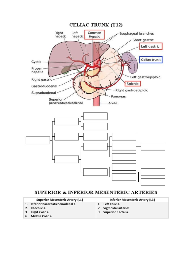 Celiac Trunk Arteries | PDF | Aorta | Abdomen