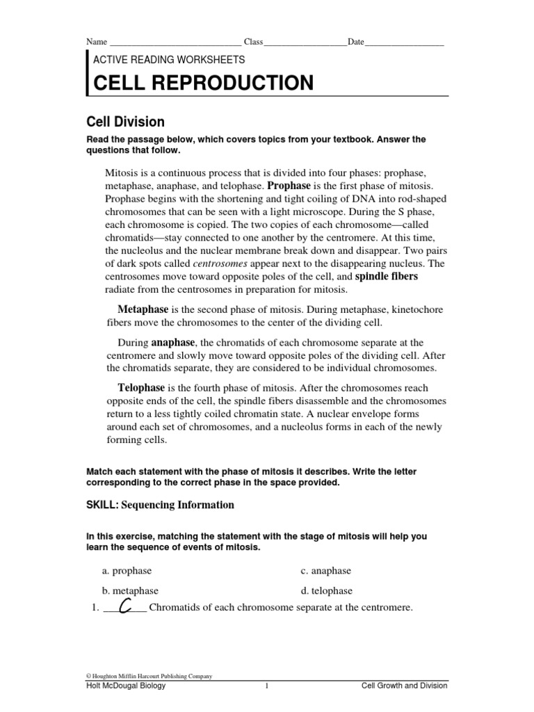 Chapter 5 Active Reader | PDF | Mitosis | Chromosome
