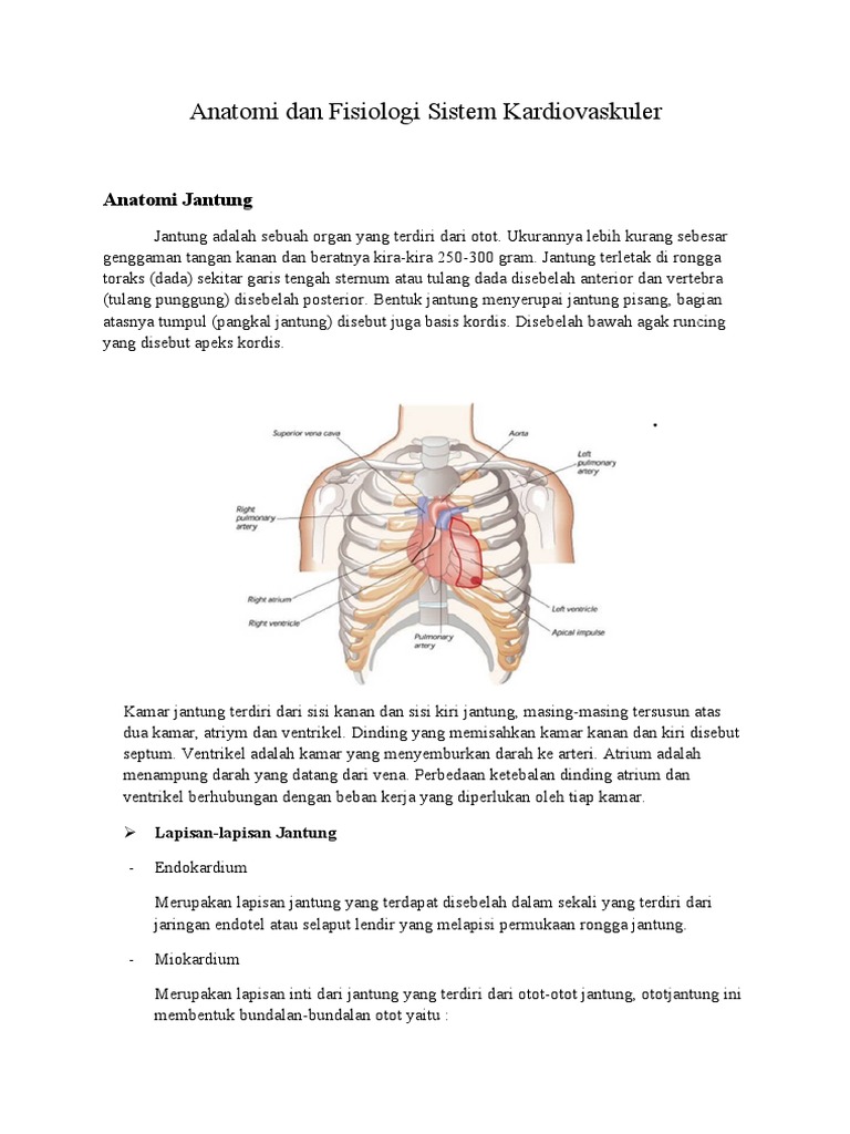 PDF Anatomi Dan Fisiologi Sistem Kardiovaskuler - Compress | PDF