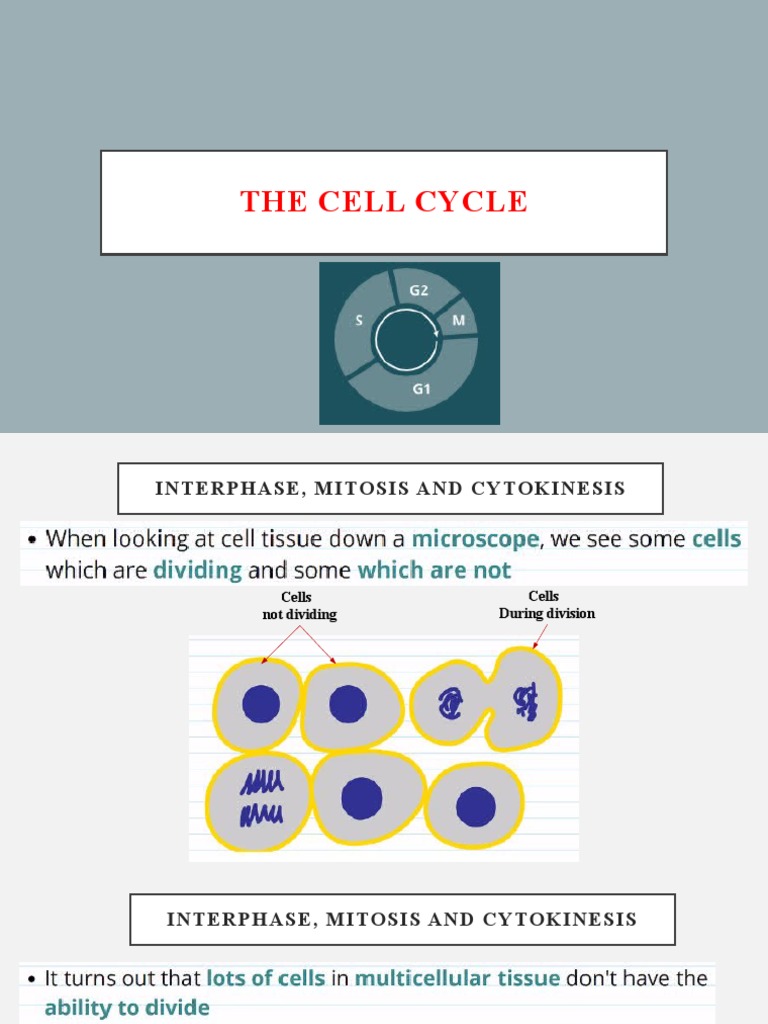The Cell Cycle Download Free Pdf Mitosis Cell Cycle