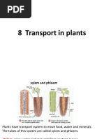 Transport System in Plants | PDF | Stoma | Landscape