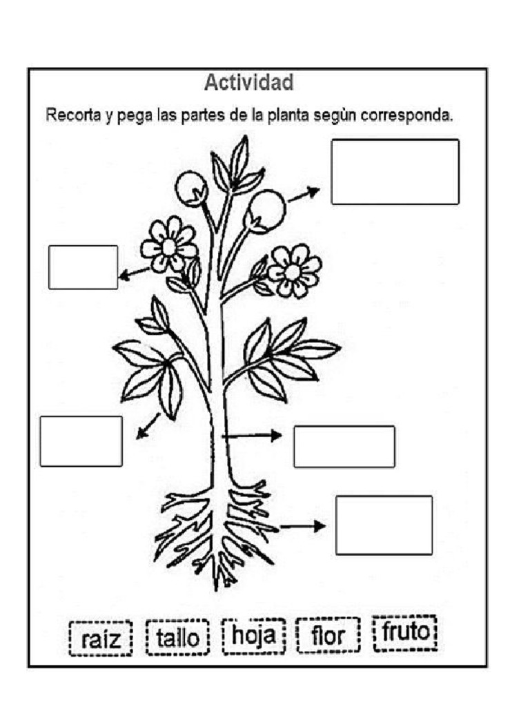 Partes de La Planta | PDF