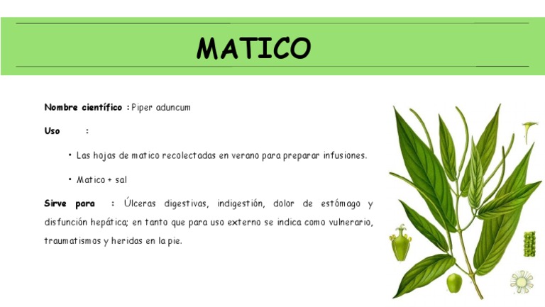 Beneficios y usos del matico | PDF