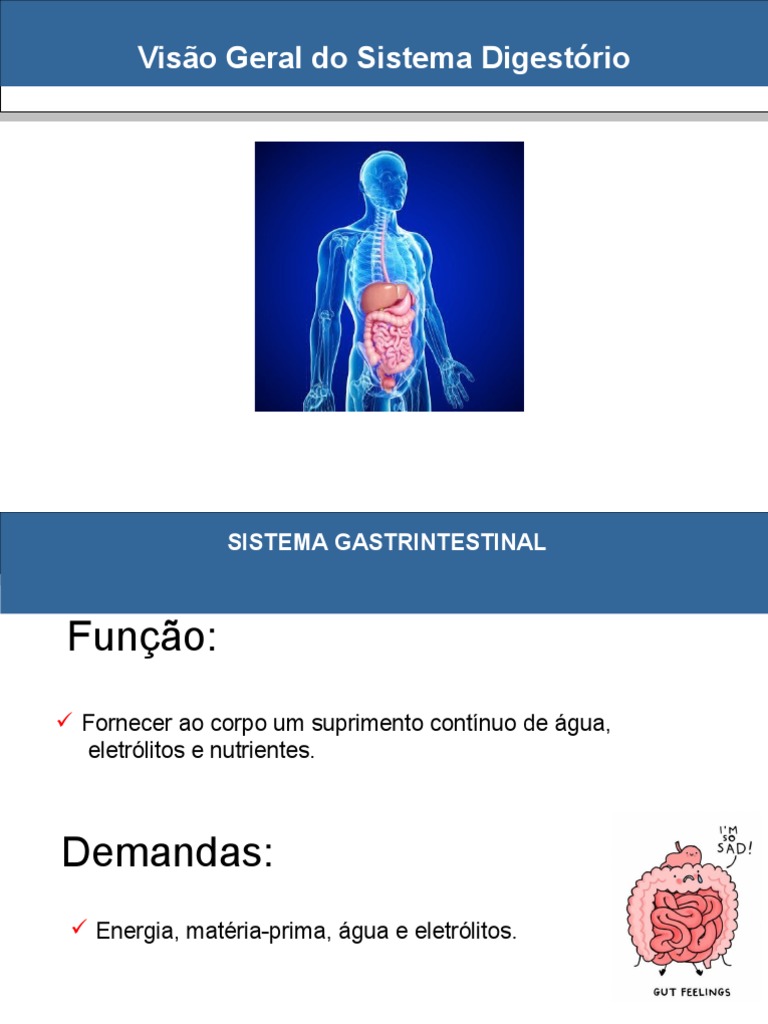 Visão Geral Do Processo Digestório | PDF | Digestão | Sistema digestivo ...