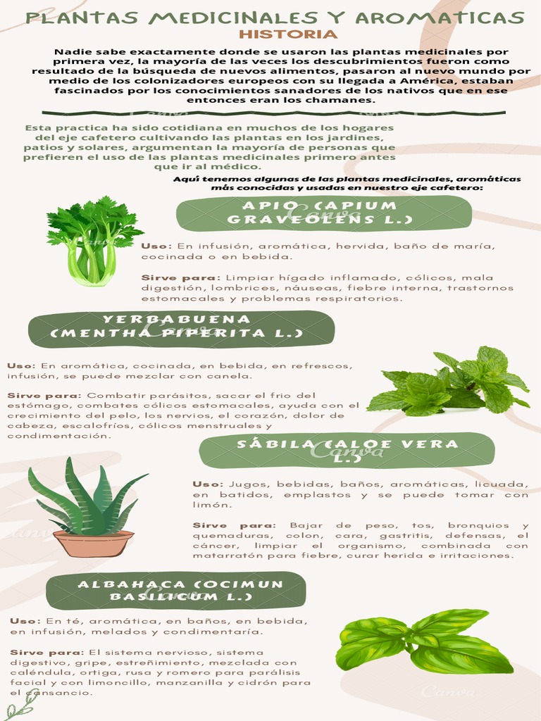 Infografia de Plantas Medicinales y Aromaticas | PDF | Hierbas ...