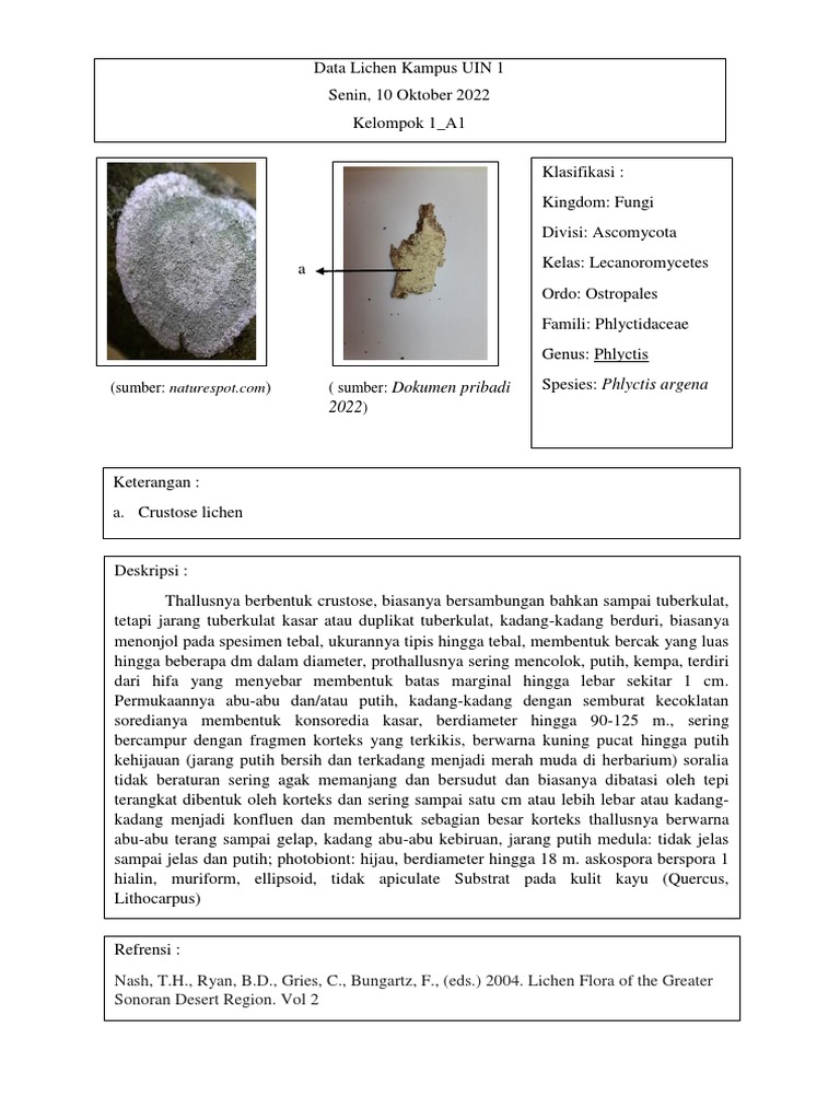 Lichen Pdf