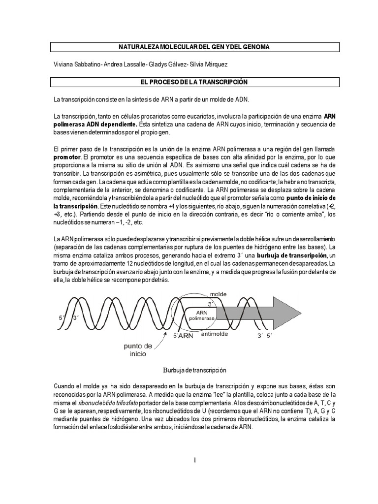 TRANSCRIPCIÓN | PDF | Traducción (biología) | Ribosoma