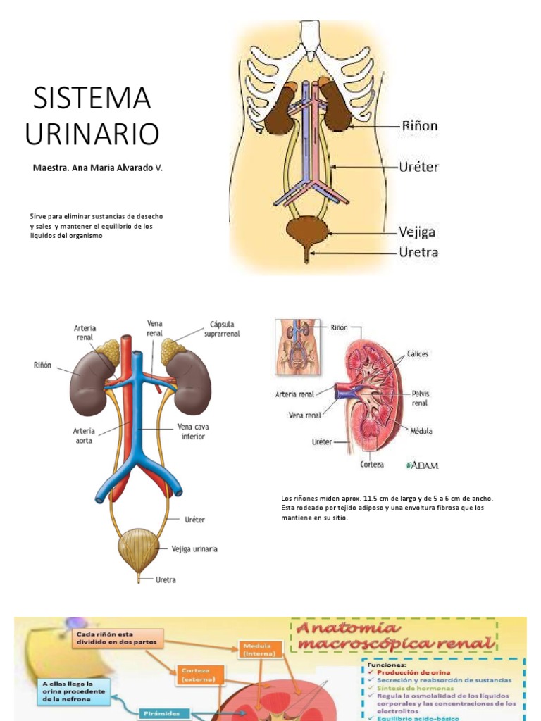 Sistema Urinario | PDF | Sistema urinario | Vejiga urinaria
