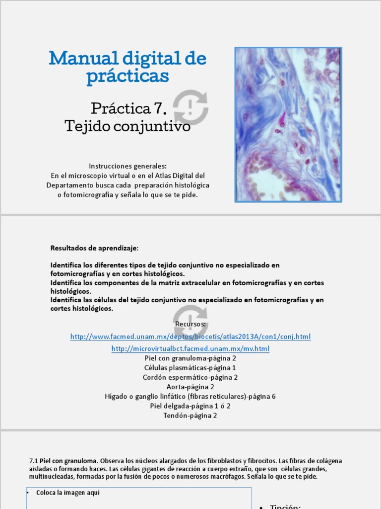 Practica 7. Tejido Conjuntivo | PDF | Tejido conectivo | Tejido (biología)