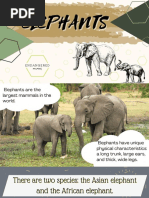 Elephants: Species, Behavior, and Habitat | PDF | Elephant