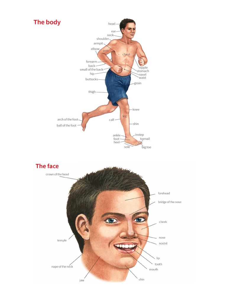 Body and Face - Vocabulary | PDF