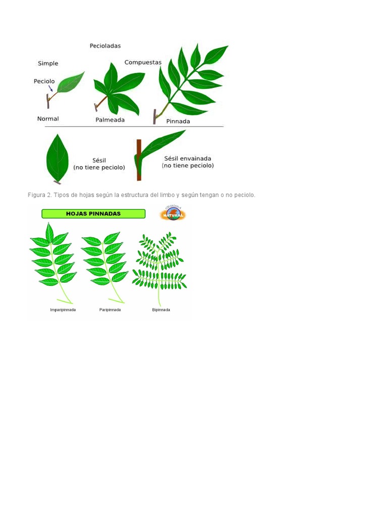 Morfología De Una Hoja Pdf