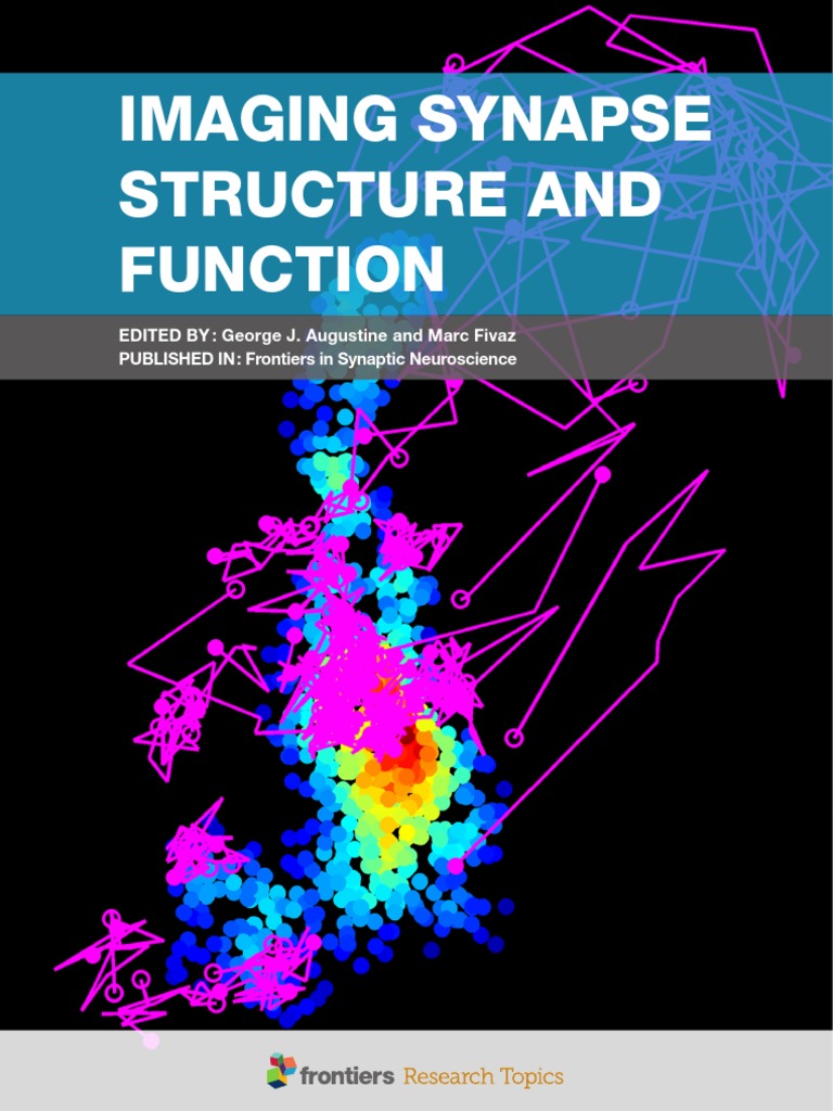 Imaging Synapse Structure and Function | PDF | Synapse | Chemical Synapse