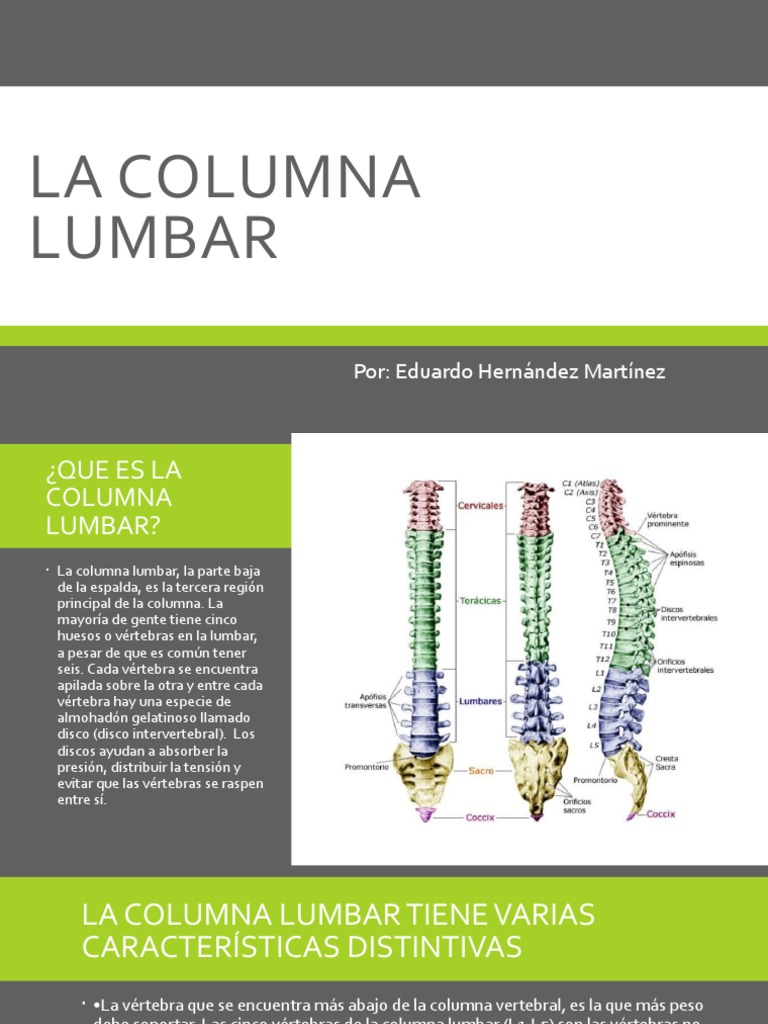 La Columna Lumbar | PDF | La columna vertebral | Vértebra