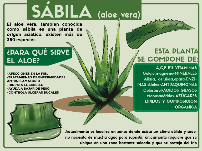 Sábila Ilustración - Compressed | PDF