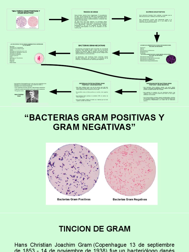 Bacterias Gram + y - 1 | PDF | Bacterias Gram-negativo | Bacterias Gram ...