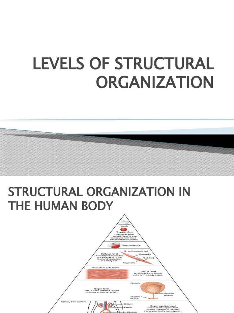 Levels of Structural Organization in Humans | PDF | Homeostasis ...