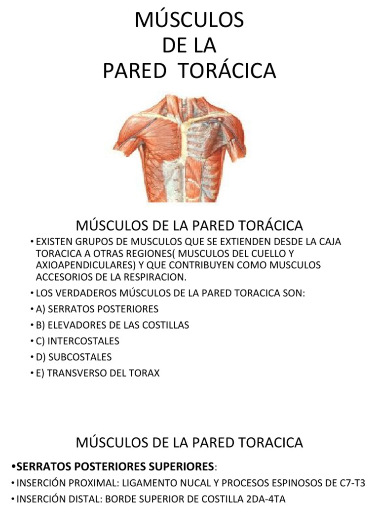 Músculos de la pared torácica y axioapendiculares: estructura, función ...