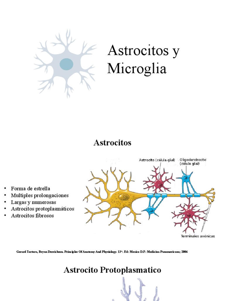 Astrocitos y Microglia: Tipos y Funciones | PDF | Ciencia y matemáticas