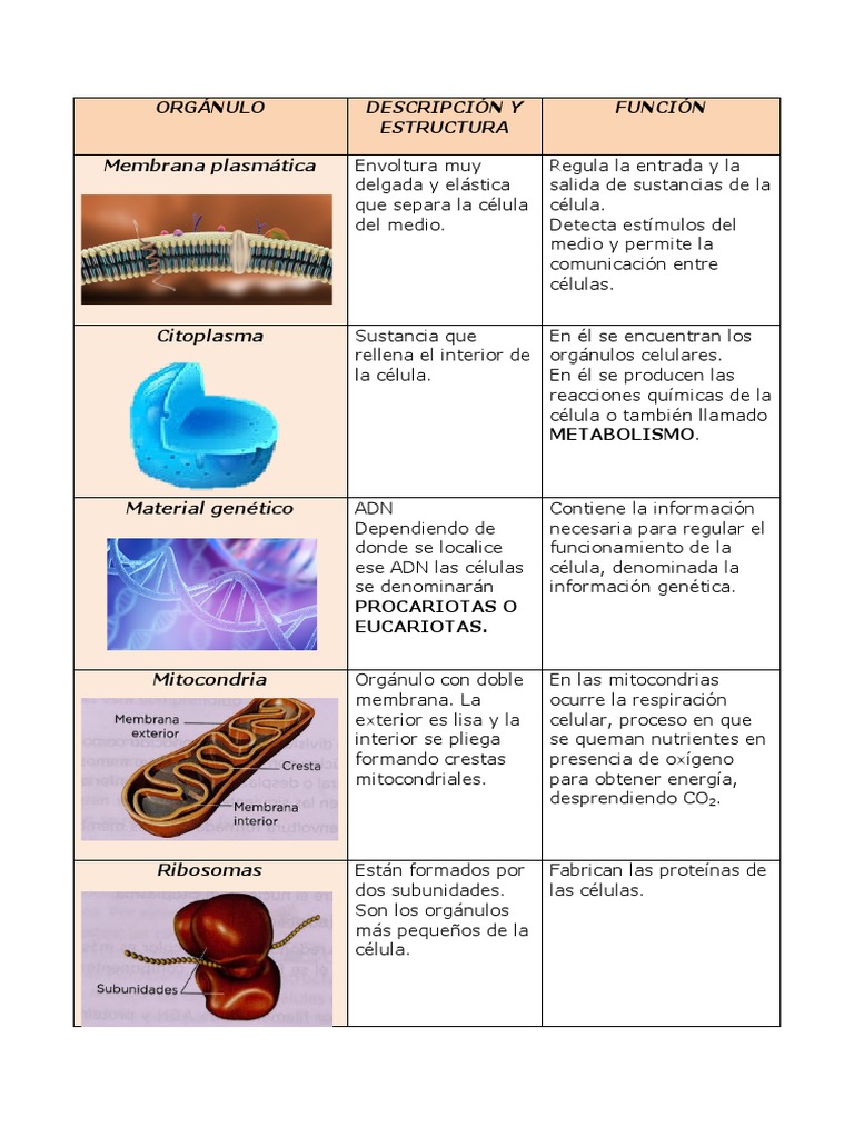 Estructura y función de organelos celulares | PDF | Biología Celular ...
