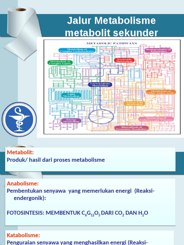 Jalur Metabolisme 2 | PDF