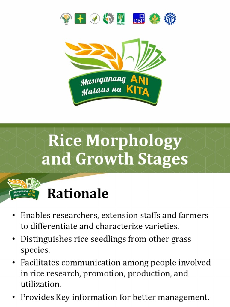 1 Rice Morphology and Growth Stages | PDF | Rice | Seedling