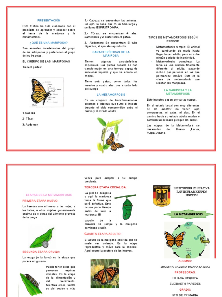 Triptico Mariposa | PDF | Insectos | Mariposa