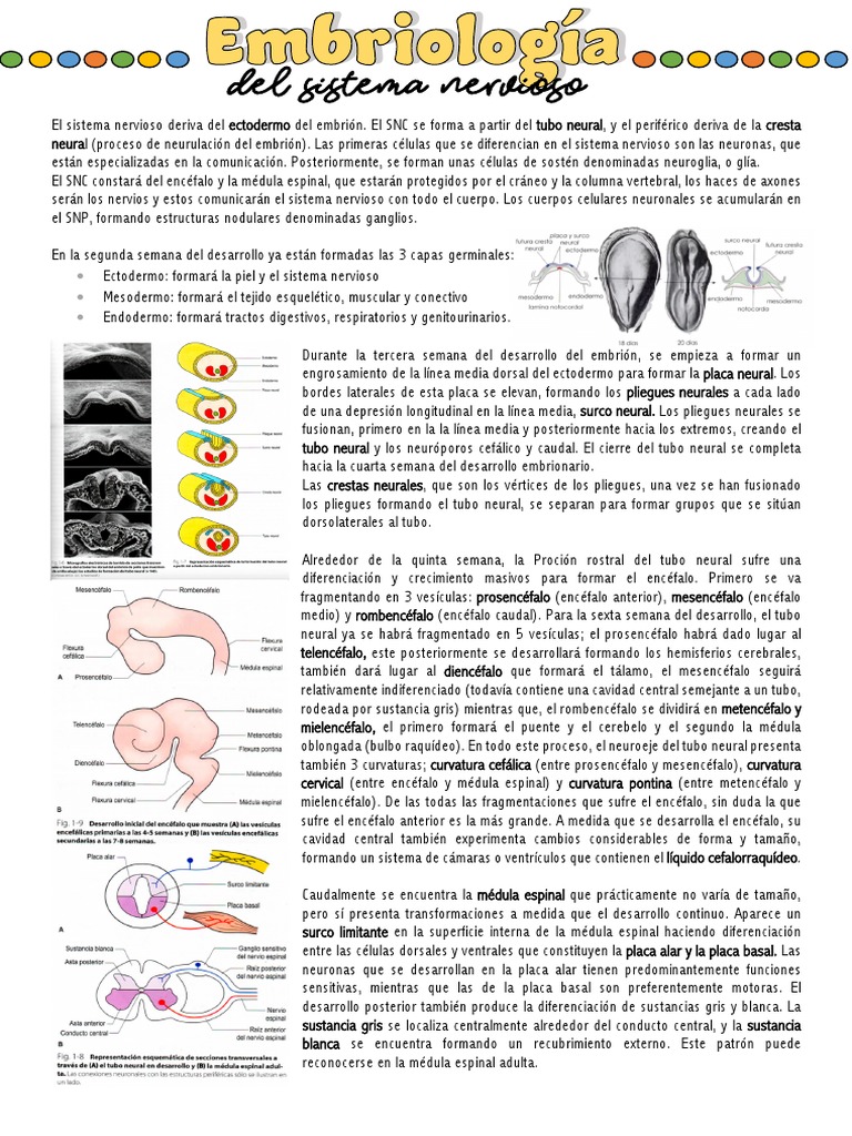 Embriologia Sistema Nervioso | PDF | Sistema nervioso | Cerebro