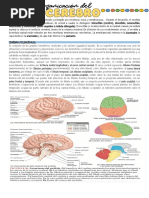 Fisiopatología de Las Células Renshaw | PDF