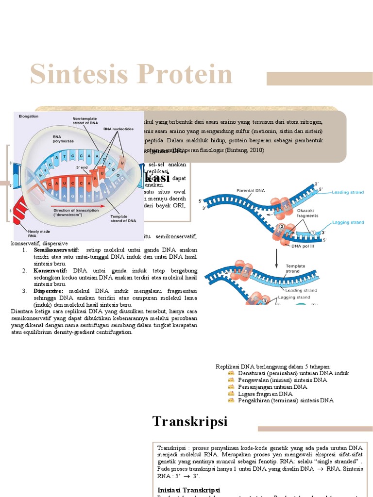 Proses Sintesis Protein dan Replikasi DNA | PDF