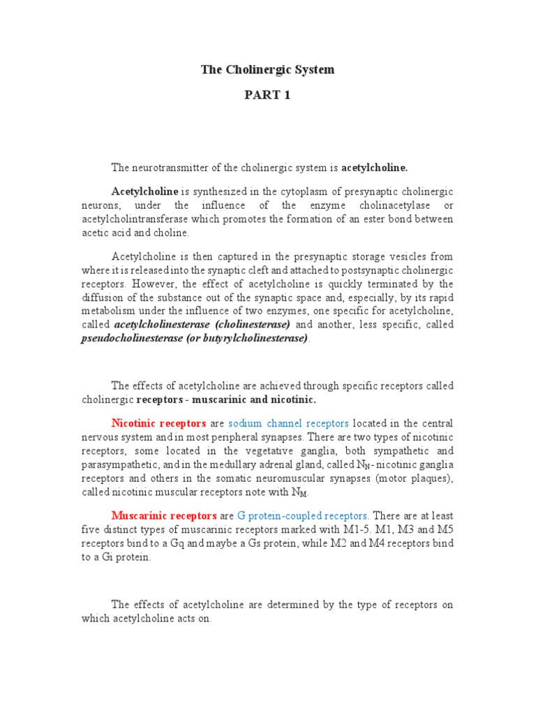 The Cholinergic System Part 1 Pdf Acetylcholine Synapse