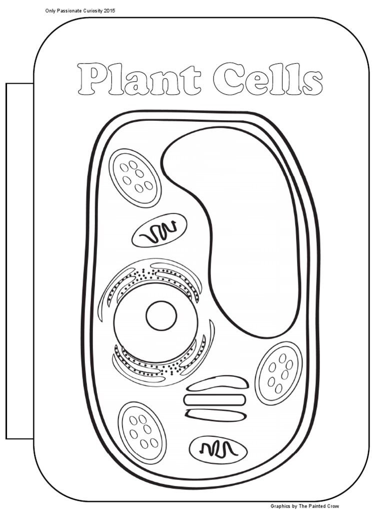 Plant Cell Flip Book FINAL | PDF