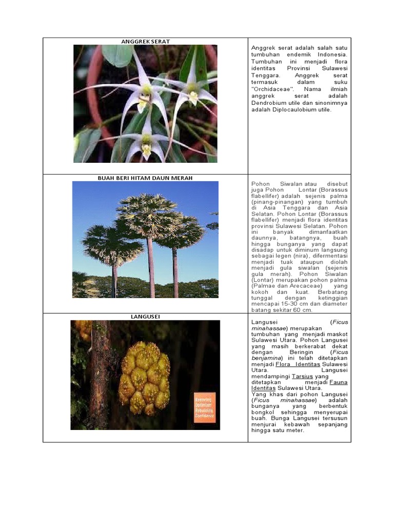 FLORA Dan FAUNA Dari SULAWESI | PDF | Griya & Taman