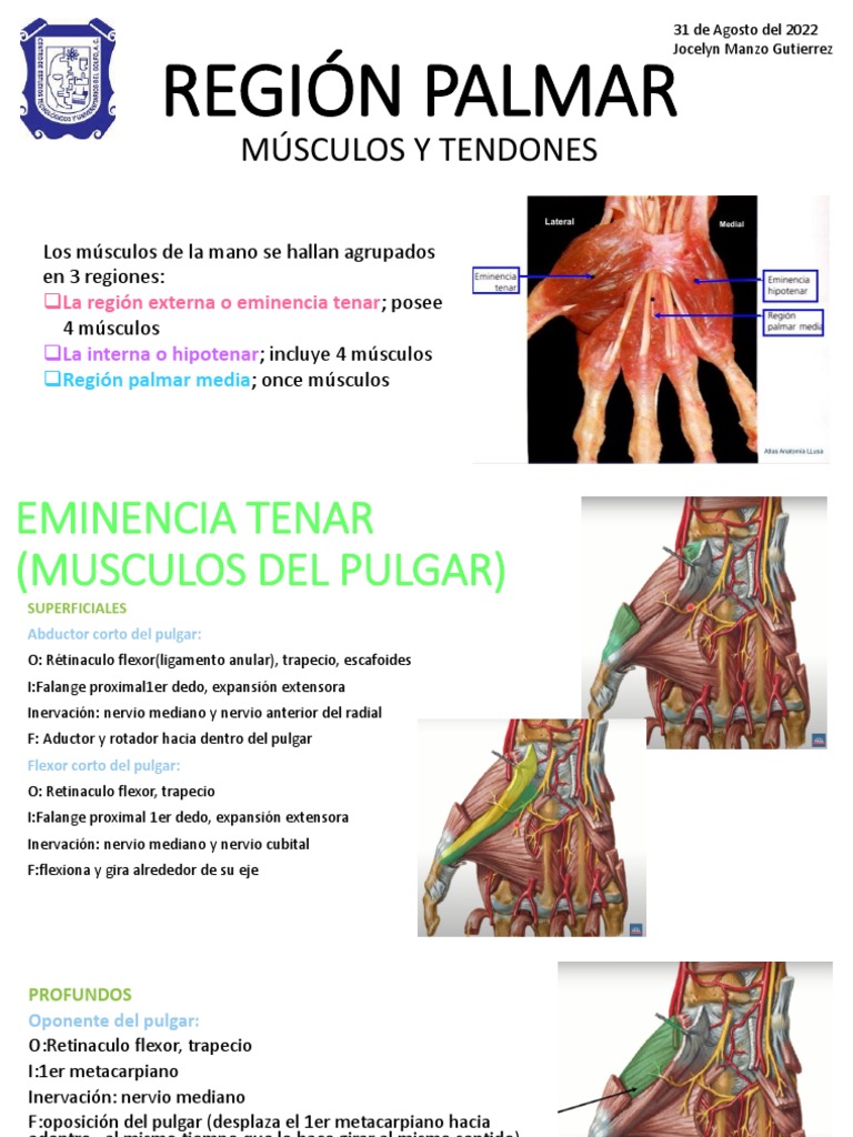Músculos de la Región Palmar de la Mano | PDF | Mano | Anatomía
