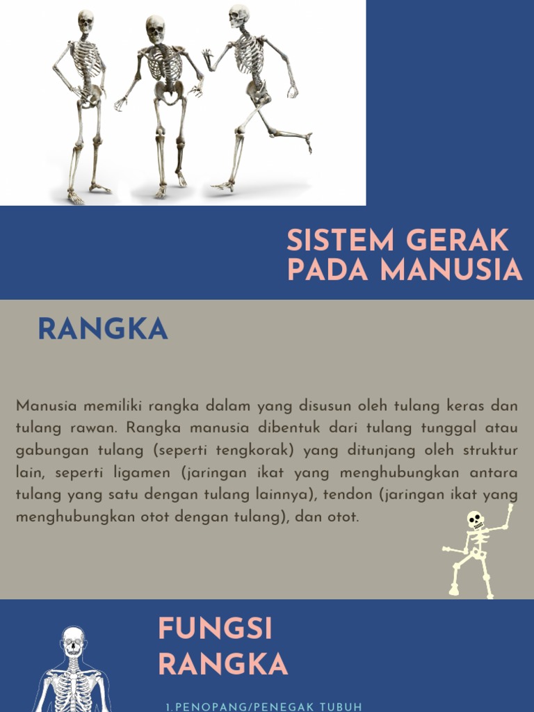 Sistem Rangka Manusia PDF | PDF