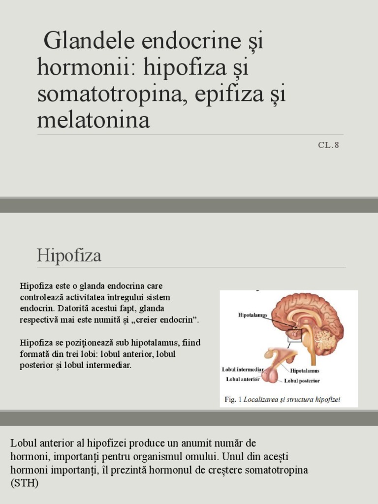 Glandele Endocrine Și Hormonii - Hipofiza Și Somatotropina, Epifiza Și ...