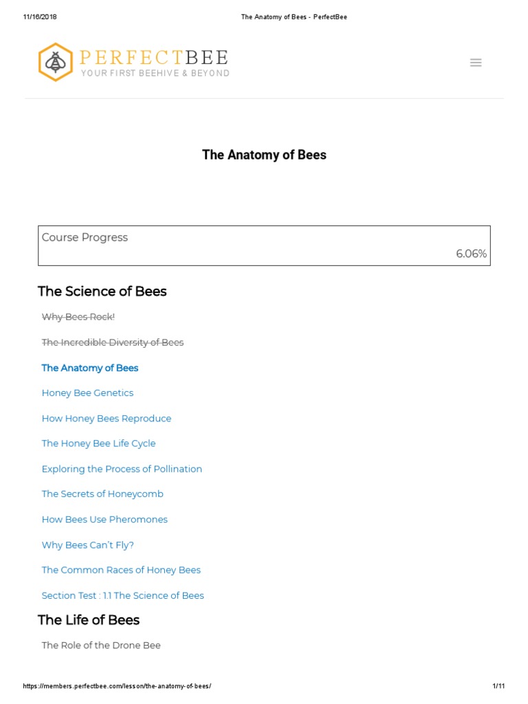 3-The Anatomy of Bees - PerfectBee | PDF | Honey Bee | Beekeeping
