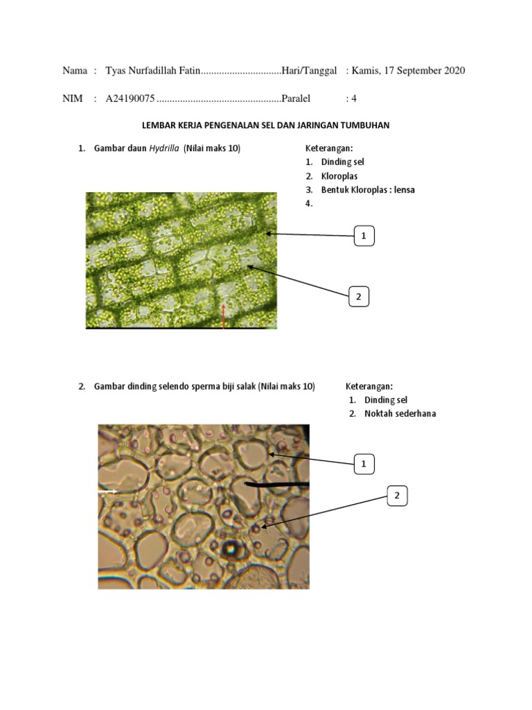Pengenalan Struktur Sel Dan Jaringan Tumbuhan | PDF