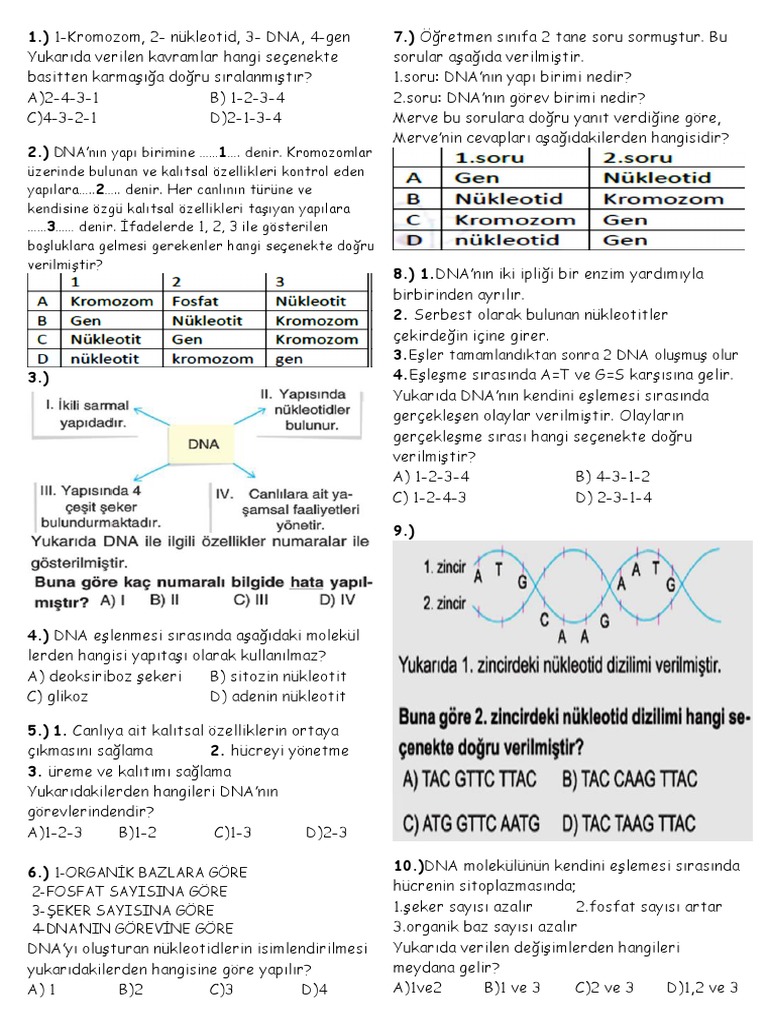 DNA Ve Genetik Kod 1 | PDF