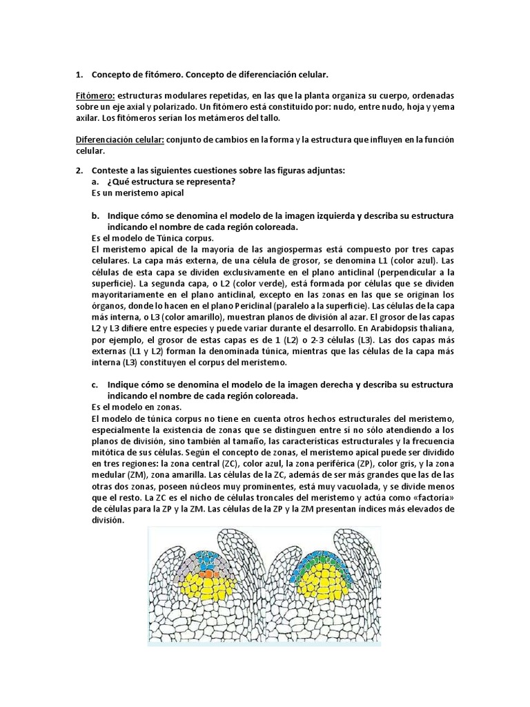 120 Preguntas | PDF | Hormona Vegetal | Raíz