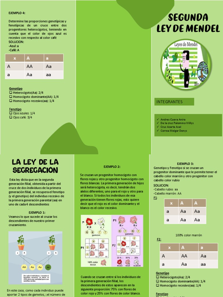 Genotipos y fenotipos en la segunda generación filial de un cruce ...