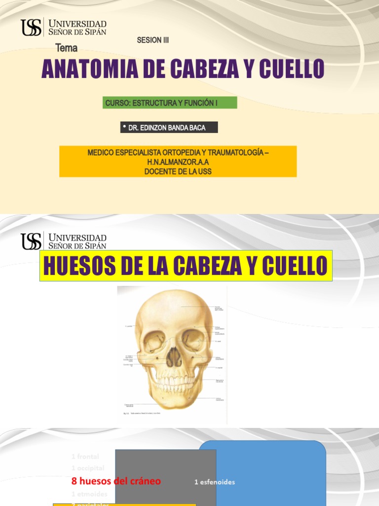 Anatomia de Cabeza y Cuello | PDF | Sistema esquelético | Anatomía