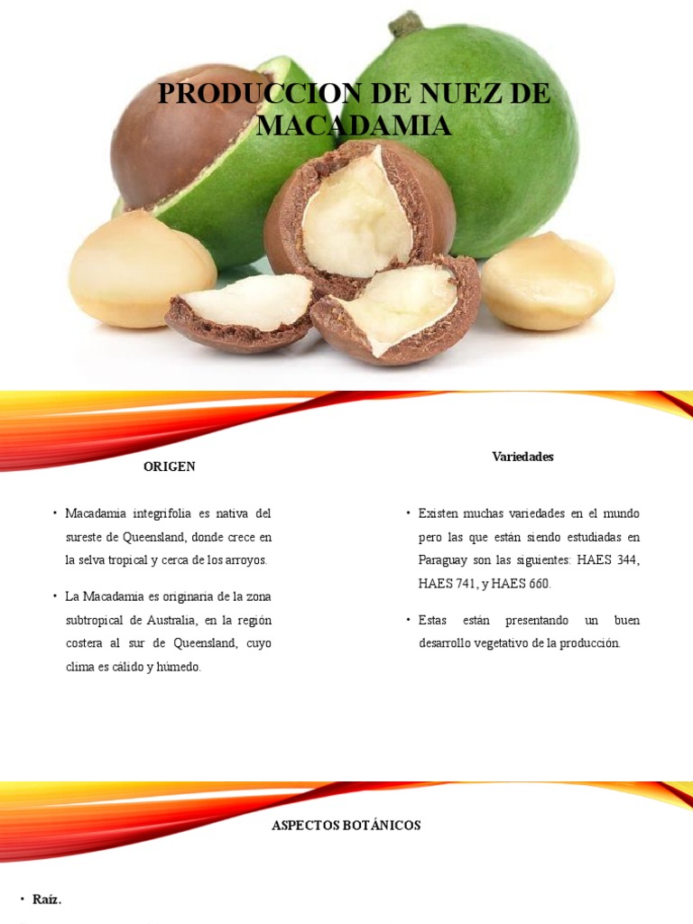 MACADAMIA | PDF | Nuez | Arboles