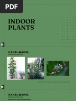 Katmon Fruit: Uses and Benefits | PDF | Food And Drink | Botany