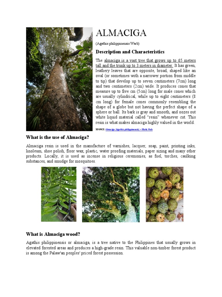 Tree and Shrubs | PDF | Plants | Botany